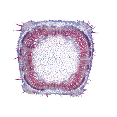 Arrangement and Types of Vascular Bundles Microscope Slides - LabWorld ...
